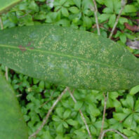 Rhododendron: Rhododendron lace bug | Hortsense | Washington State ...