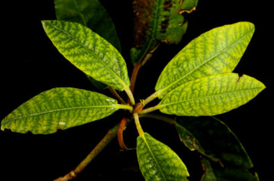 Rhododendron: Lime-induced chlorosis | Hortsense | Washington State ...