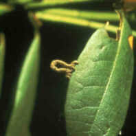 Common Insects and Mites: Inchworms | Hortsense | Washington State ...