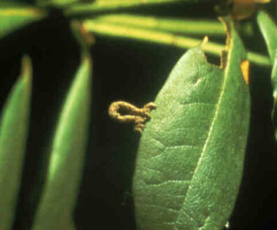 Rhododendron: Caterpillars | Hortsense | Washington State University
