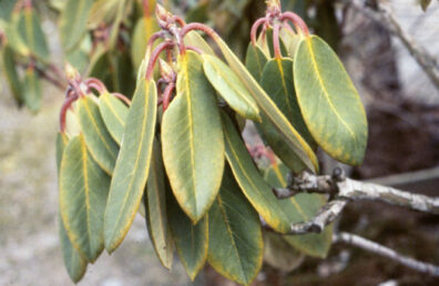 Rhododendron: Phytophthora root rot | Hortsense | Washington State ...