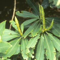 Common Insects and Mites: Root weevils | Hortsense | Washington State ...