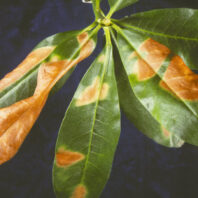 Rhododendron: Sunburn | Hortsense | Washington State University