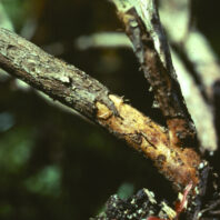 Rhododendron: Root weevils | Hortsense | Washington State University