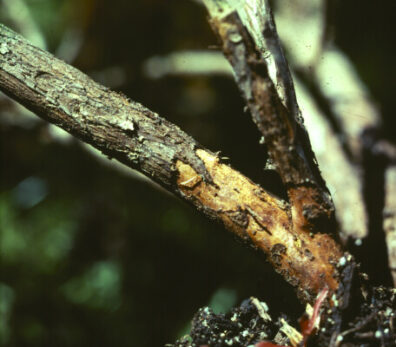 Azalea: Root weevils | Hortsense | Washington State University
