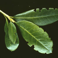 Rhododendron: Root weevils | Hortsense | Washington State University