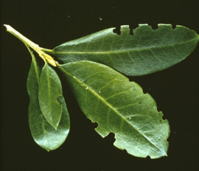 Photinia: Root weevils | Hortsense | Washington State University