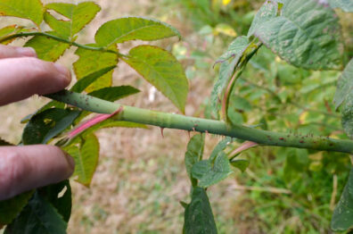 Raspberry: Rose stem girdler | Hortsense | Washington State University