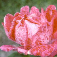 Common Diseases: Botrytis blight (Gray mold) | Hortsense | Washington ...