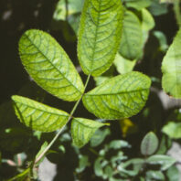 Common Cultural: Nutrient deficiency | Hortsense | Washington State ...