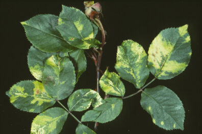 Rose: Viruses | Hortsense | Washington State University