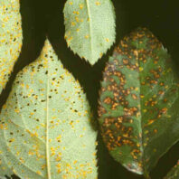 Hawthorn: Rust | Hortsense | Washington State University