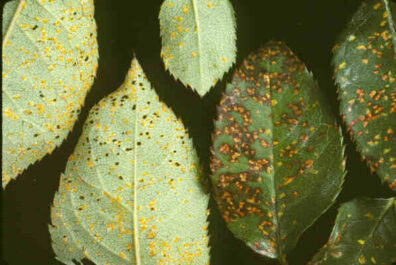 Rose: Rust | Hortsense | Washington State University