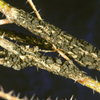 Rose: Rust | Hortsense | Washington State University