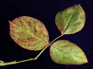 Rose: Spider mites | Hortsense | Washington State University
