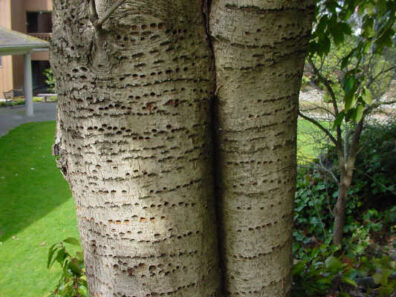 Vertebrate: Sapsucker damage | Hortsense | Washington State University