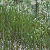 Weeds: Horsetails (Scouringrush) – Equisetum spp. | Hortsense ...