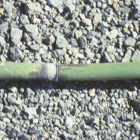 Weeds: Horsetails (Scouringrush) – Equisetum spp. | Hortsense ...