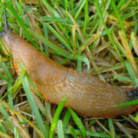 Potato: Slugs | Hortsense | Washington State University