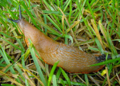 Common Insects and Mites: Slugs | Hortsense | Washington State University
