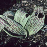 Lettuce: Slugs | Hortsense | Washington State University