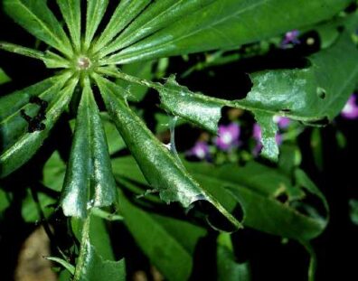 Potato: Slugs | Hortsense | Washington State University