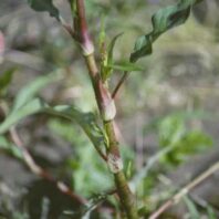 Weeds: Smartweeds – Polygonum spp. | Hortsense | Washington State ...