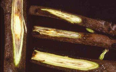 Common Diseases: Verticillium wilt | Hortsense | Washington State ...