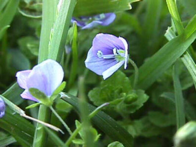 Weeds: Speedwells – Veronica spp. | Hortsense | Washington State University