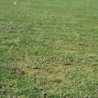 Weeds: Speedwells – Veronica spp. | Hortsense | Washington State University