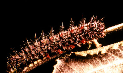 Elm: Spiny elm caterpillar | Hortsense | Washington State University