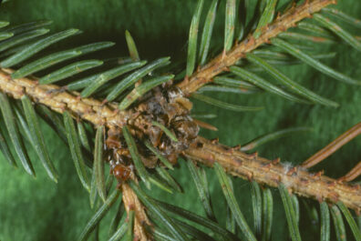 Arborvitae: Spruce bud scale | Hortsense | Washington State University
