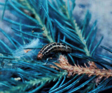 True Fir: Spruce budworm | Hortsense | Washington State University