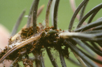 Spruce: Spruce needleminer | Hortsense | Washington State University