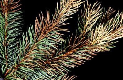 Spruce: Rhizosphaera needle cast | Hortsense | Washington State University