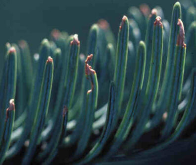 Yew: Root weevils | Hortsense | Washington State University