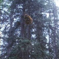 Spruce: Rust | Hortsense | Washington State University