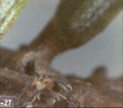 Juniper: Spruce spider mite | Hortsense | Washington State University