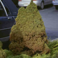 Juniper: Spruce spider mite | Hortsense | Washington State University