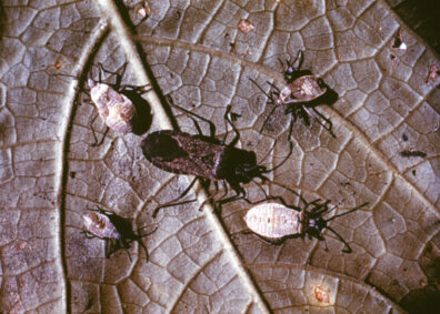 Cantaloupe, Melons: Squash bug | Hortsense | Washington State University