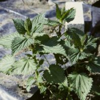Weeds: Stinging nettle – Urtica dioica | Hortsense | Washington State ...