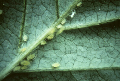 Strawberry: Aphids | Hortsense | Washington State University