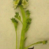 Common Cultural: Fasciation | Hortsense | Washington State University