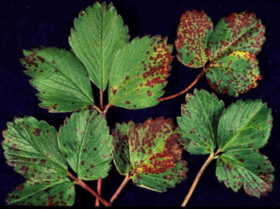 Strawberry: Common leaf spot | Hortsense | Washington State University