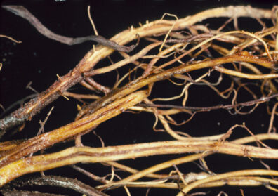 Strawberry: Red stele | Hortsense | Washington State University