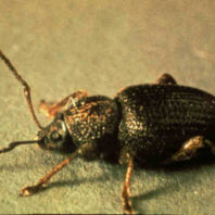 Strawberry: Root weevils | Hortsense | Washington State University