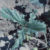 Common Insects and Mites: Root weevils | Hortsense | Washington State ...