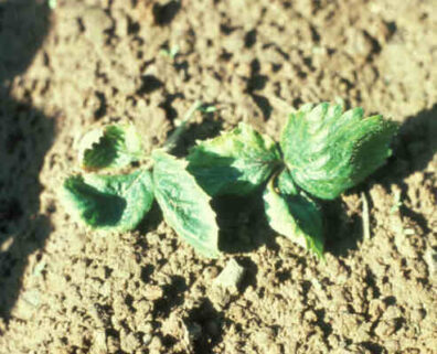 Strawberry: Mites | Hortsense | Washington State University