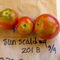 Tomato: Sunscald | Hortsense | Washington State University
