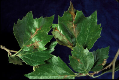 Sycamore: Sycamore anthracnose | Hortsense | Washington State University